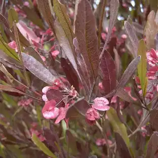 St Ives Food and Medicine Garden